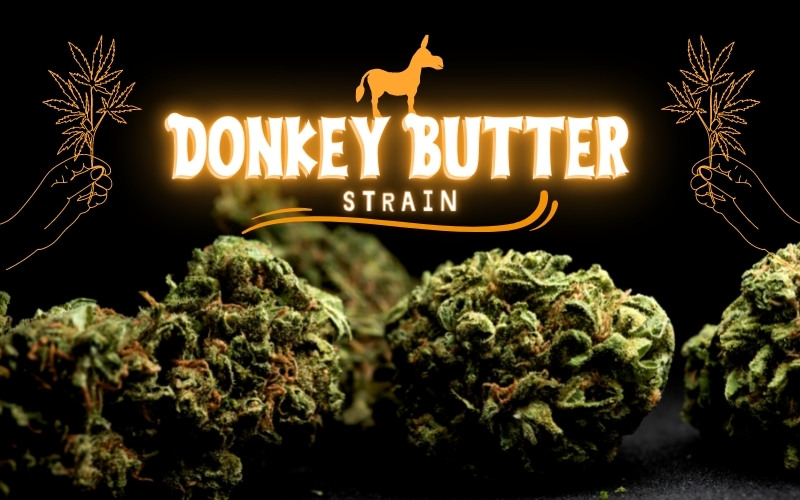 Donkey Butter - Michigan meds | Green Ganja Clones