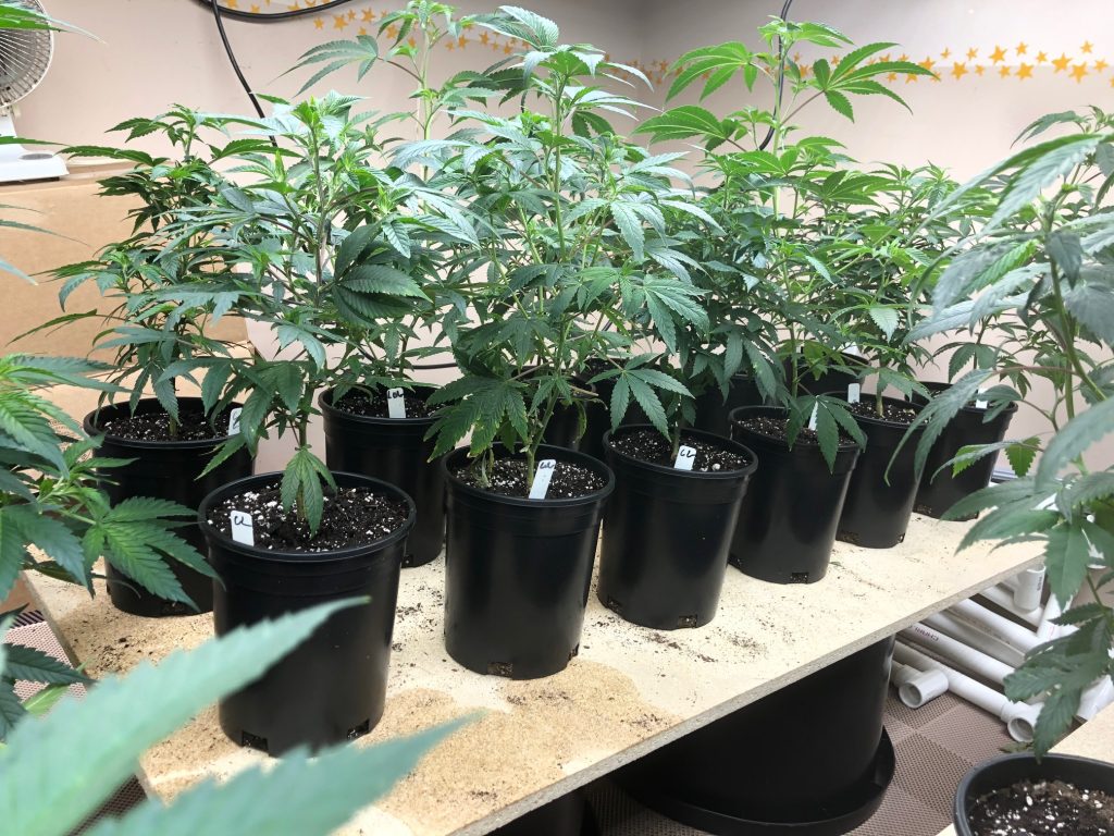 Jack Herer Clones, Green Ganja Clone Delivery Services | Michigan meds ...